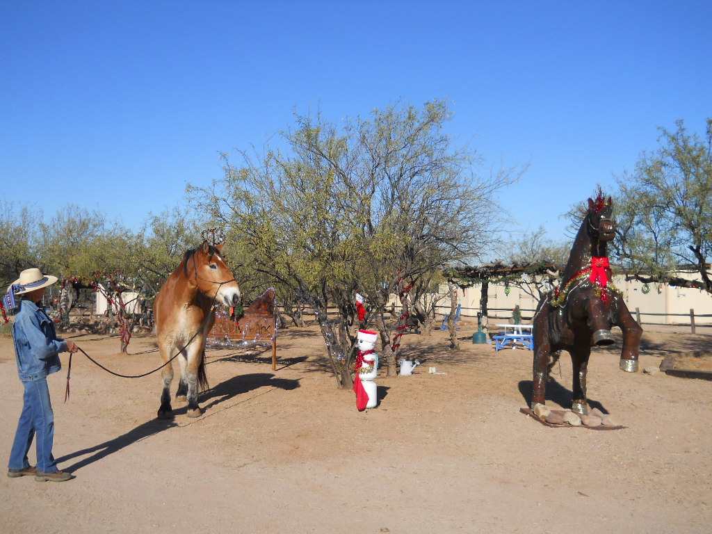Carol Grubb Getting "Gulliver" & "Pirate" Ready For The Holiday Open ...